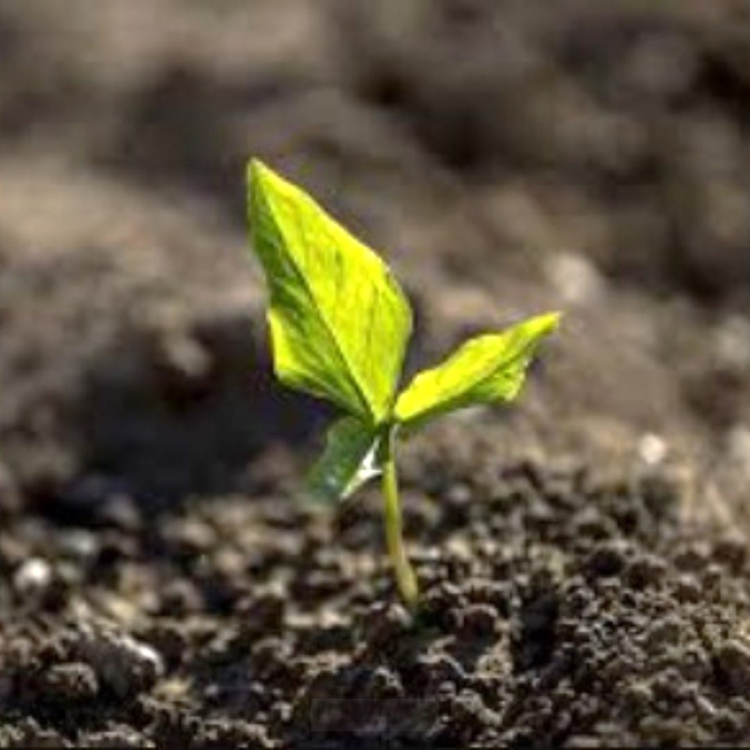 10 Easy Gardening Tips And Ideas To Boost Your Garden